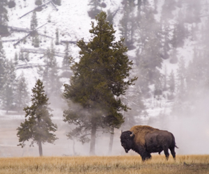 Cornish Landscape Photography: BISON IN THE MIST