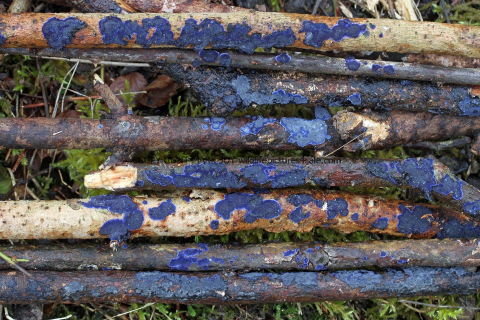 U K Wildlife Pictures For Sale Birds butterflies Terana Caerulea Cobalt Crust Fungus Hartslock 