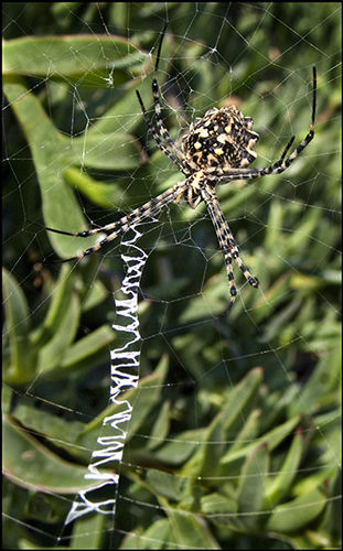 Ace-Images.com: Maltese Spider (Lobed Argiope)