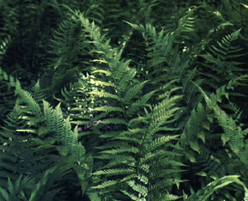 Shady Plants - Mail Order Fern Nursery: Dryopteris celsa - Log Fern ...