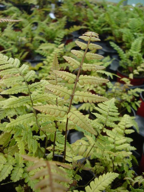 Shady Plants - Mail Order Fern Nursery: Dryopteris lepidopoda - Sunset ...