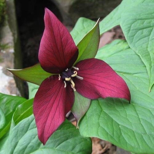 Shady Plants - Mail Order Fern Nursery: Trillium erectum - 9cm €7.95