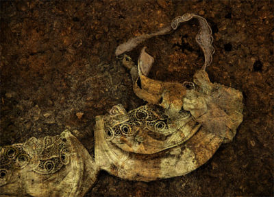 Brian Law Photography: Discarded Bra