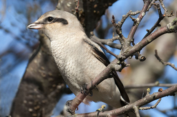 Great Northern Shrike