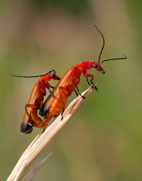 Common Red Soldier Beetles Mating: Darron Matthews ARPS DPAGB EFIAP BPE5*