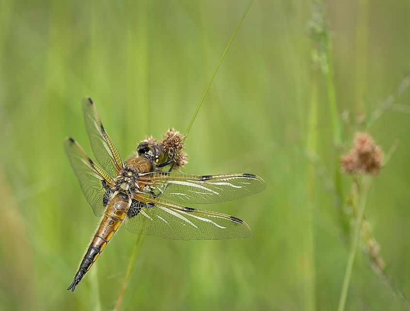 Female Four Spotted Chaser: Darron Matthews ARPS DPAGB EFIAP BPE5*