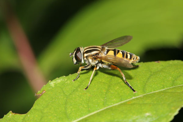 David Forster Photography: 06-8793 Hover Fly