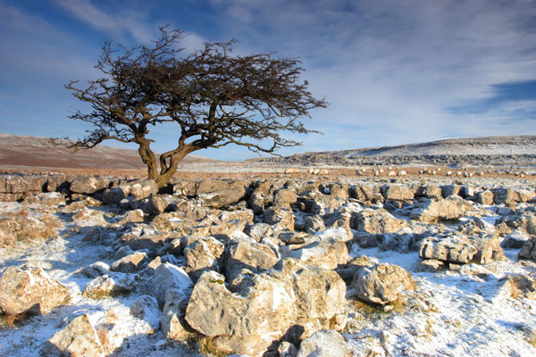 David Forster Photography: 07-0900 Winter Hawthorn Tree, Scales Moor ...