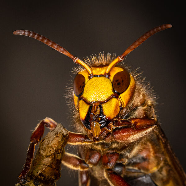 Launceston Camera Club Pedro Landers Hornet Close ups