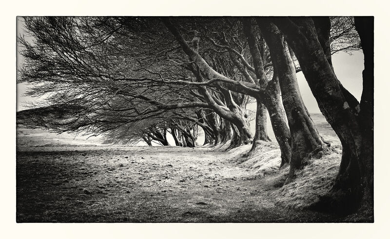 Launceston Camera Club Second Nick Bodle Vail Of Trees