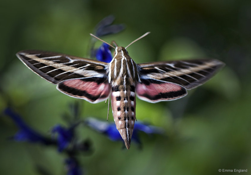Hummingbird moth: Emma England Nature Photography