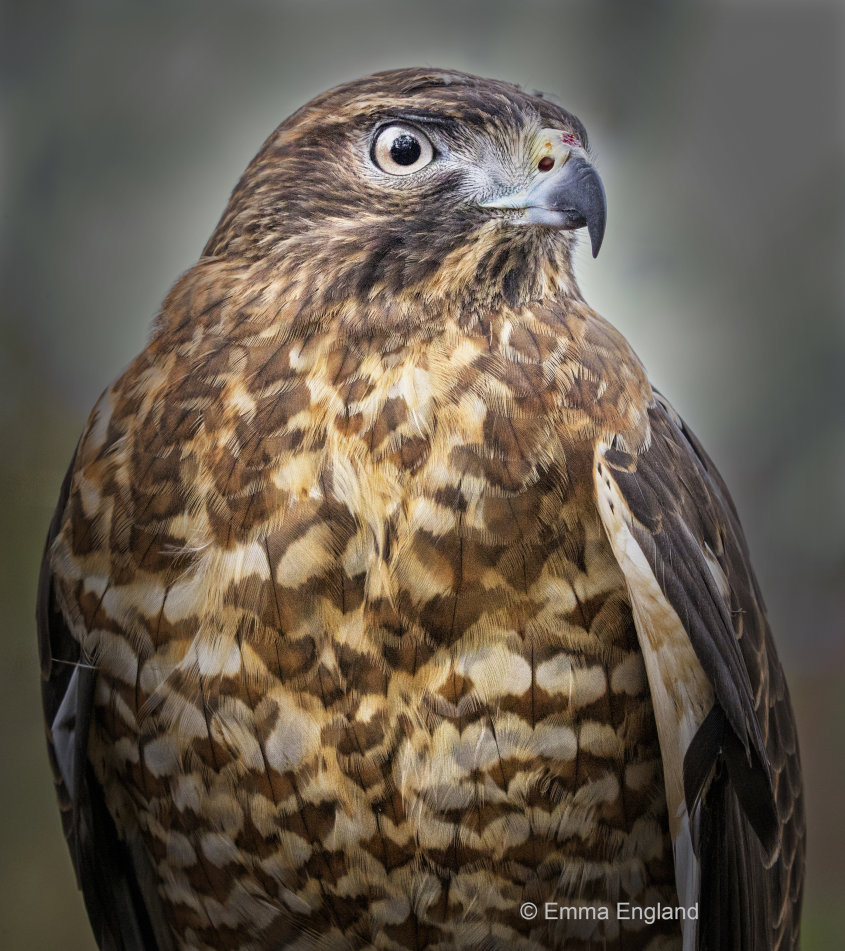 Portrait of a Hawk: Emma England Nature Photography