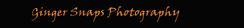 Ginger Snaps Photography: Welcome to Ginger Snaps Photography