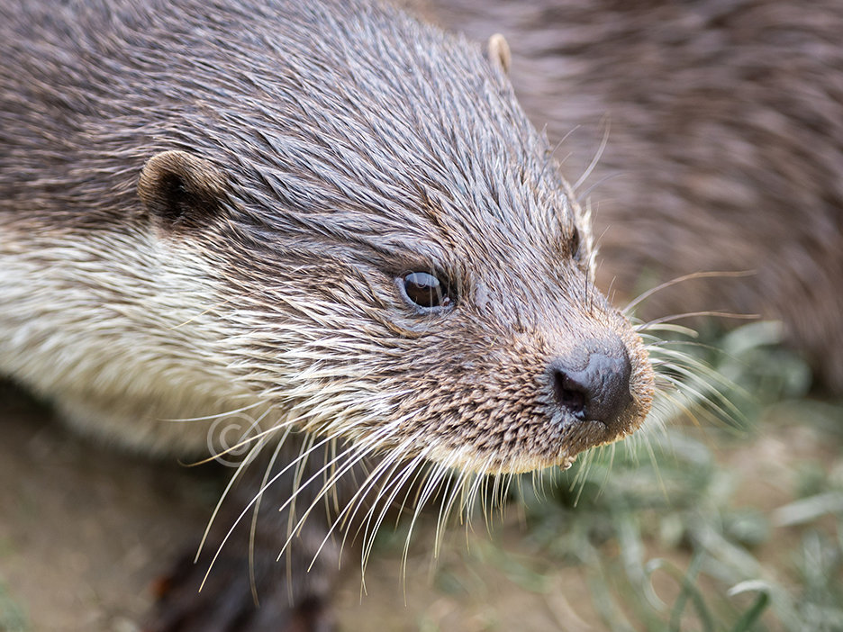European Otter: Jim Munday Photography