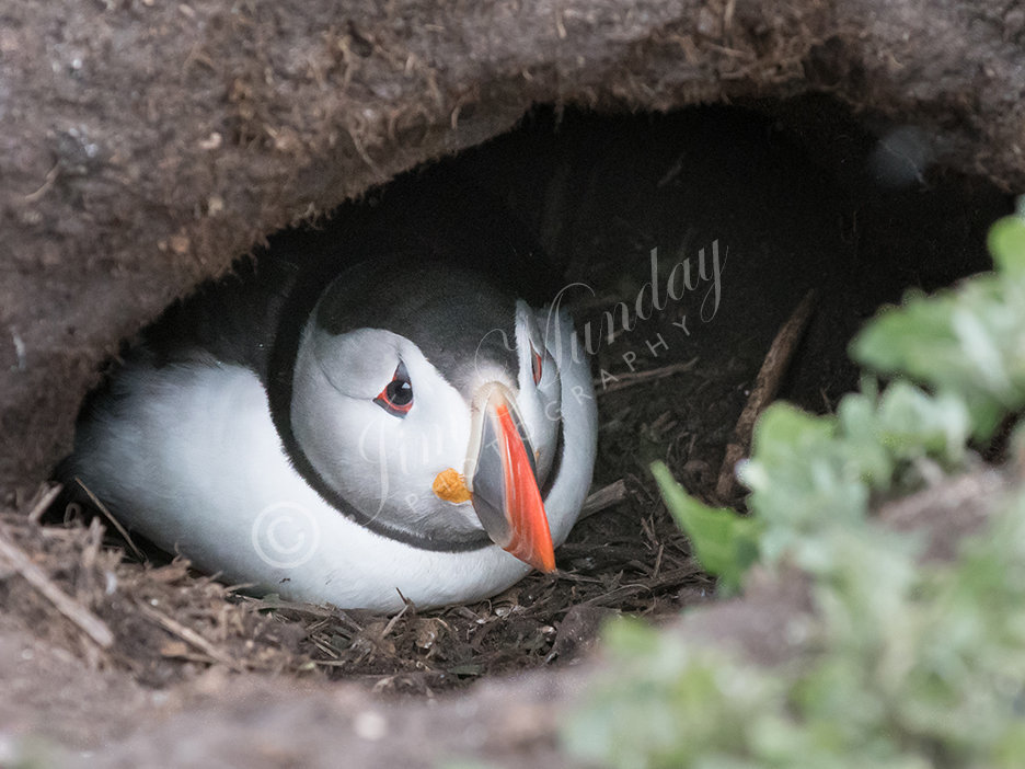 Puffin In Burrow: Jim Munday Photography
