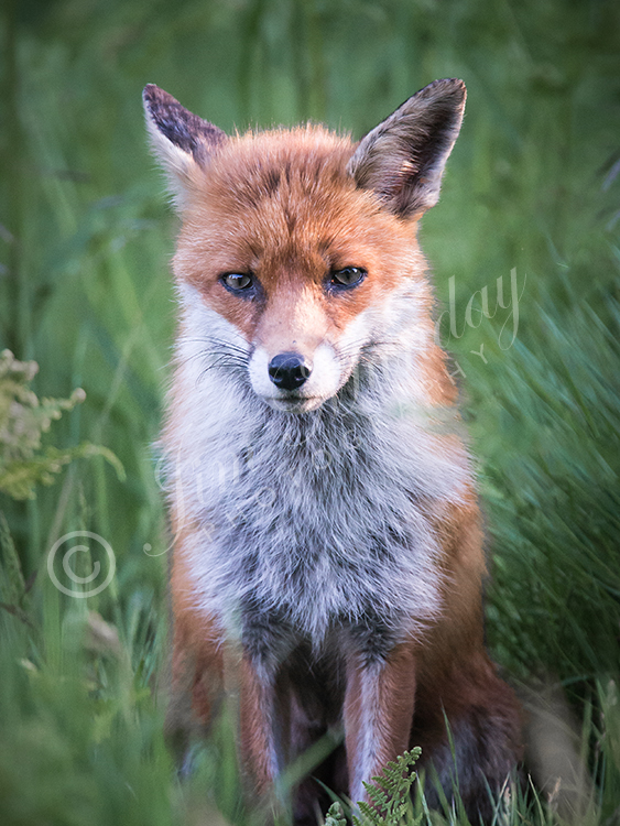 Young Fox 2: Jim Munday Photography