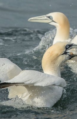 Mick Watson Photography: Sea Birds