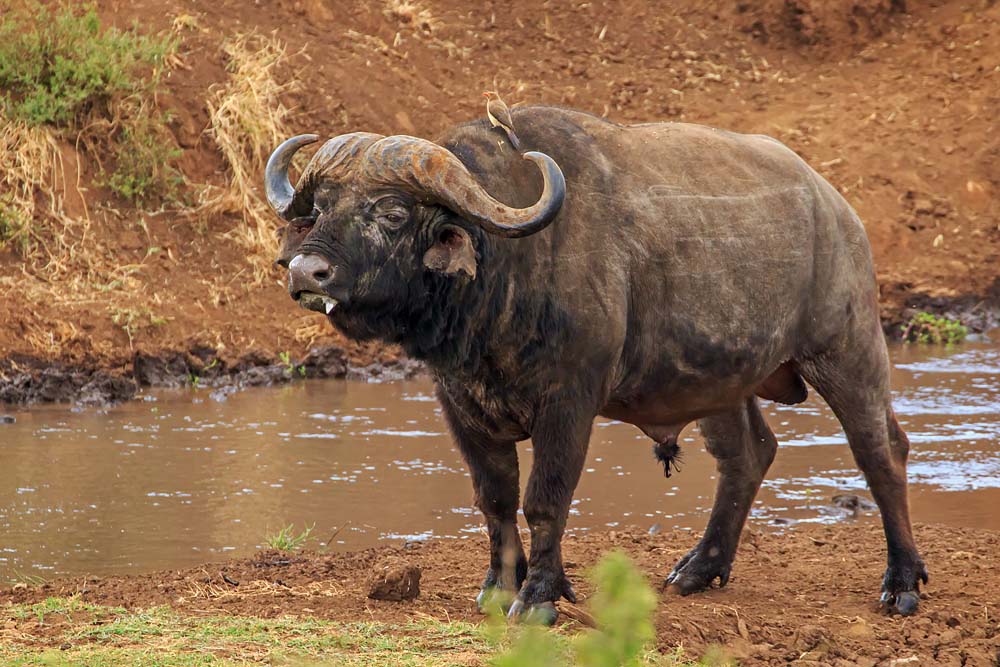 Michel Bury - PHOTOGRAPHIE DE NATURE PHOTOGRAPHY: Buffle dAfrique