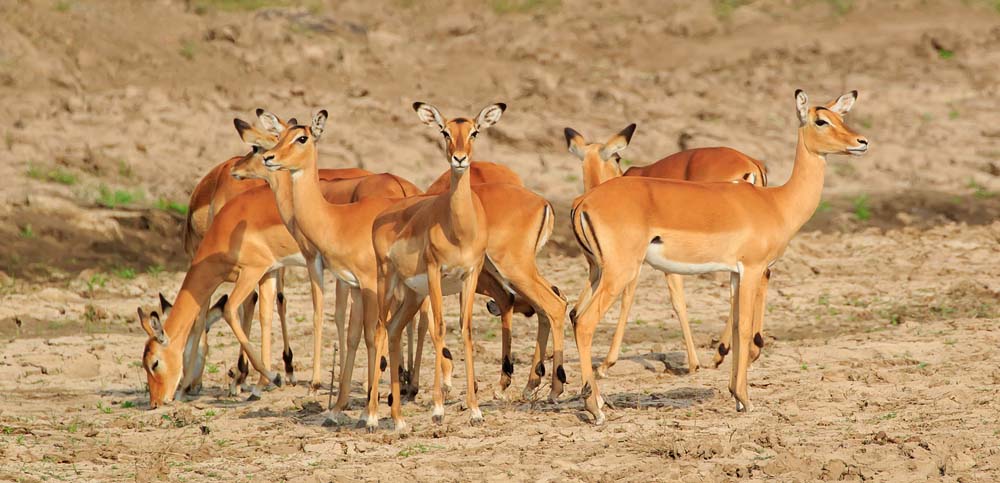 Michel Bury - PHOTOGRAPHIE DE NATURE PHOTOGRAPHY: Impala femelles