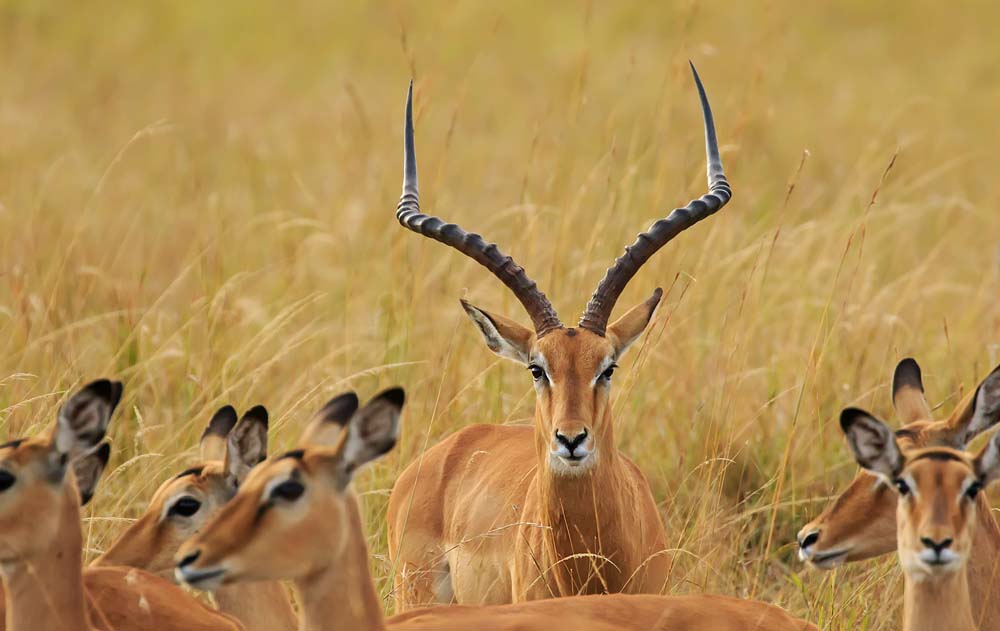 Michel Bury - PHOTOGRAPHIE DE NATURE PHOTOGRAPHY: Impala mâle ...