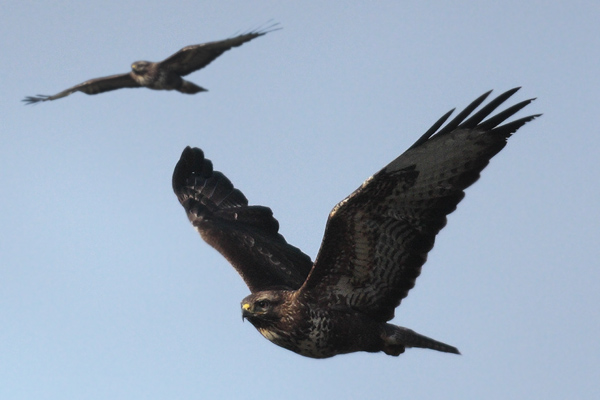 Wildlife Photography from Ireland.: Buzzard pair.