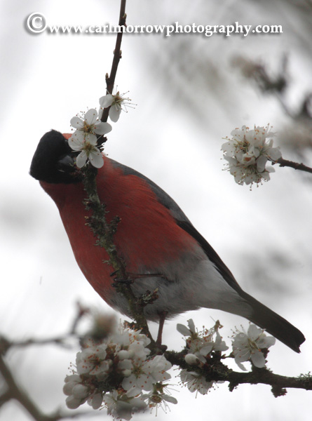 Wildlife Photography from Ireland.: Bullfinch (Male)