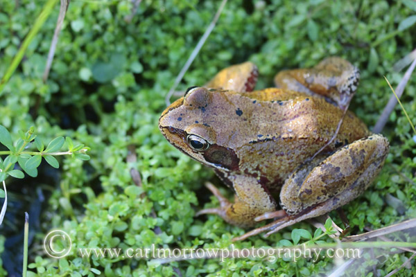 Wildlife Photography from Ireland.: Common Frog