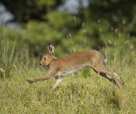 Wildlife Photography from Ireland.: Irish Hare