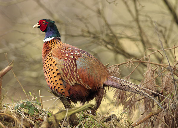Wildlife Photography from Ireland.: pheasant