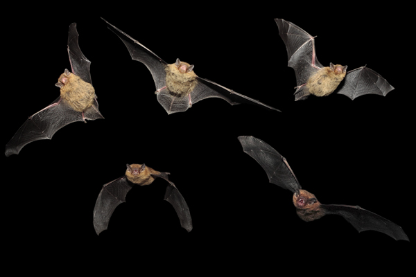 Wildlife Photography from Ireland by Ir: Pipistrelle Bats in flight (5 ...