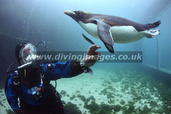 www.divingimages.co.uk: PENGUIN DIVING 2
