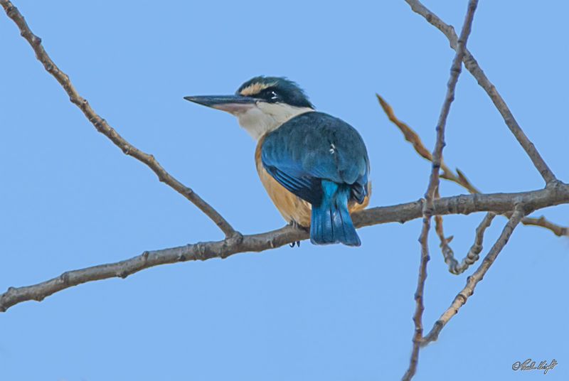 Paul Knight Photography: Kotare/Kingfisher 0138