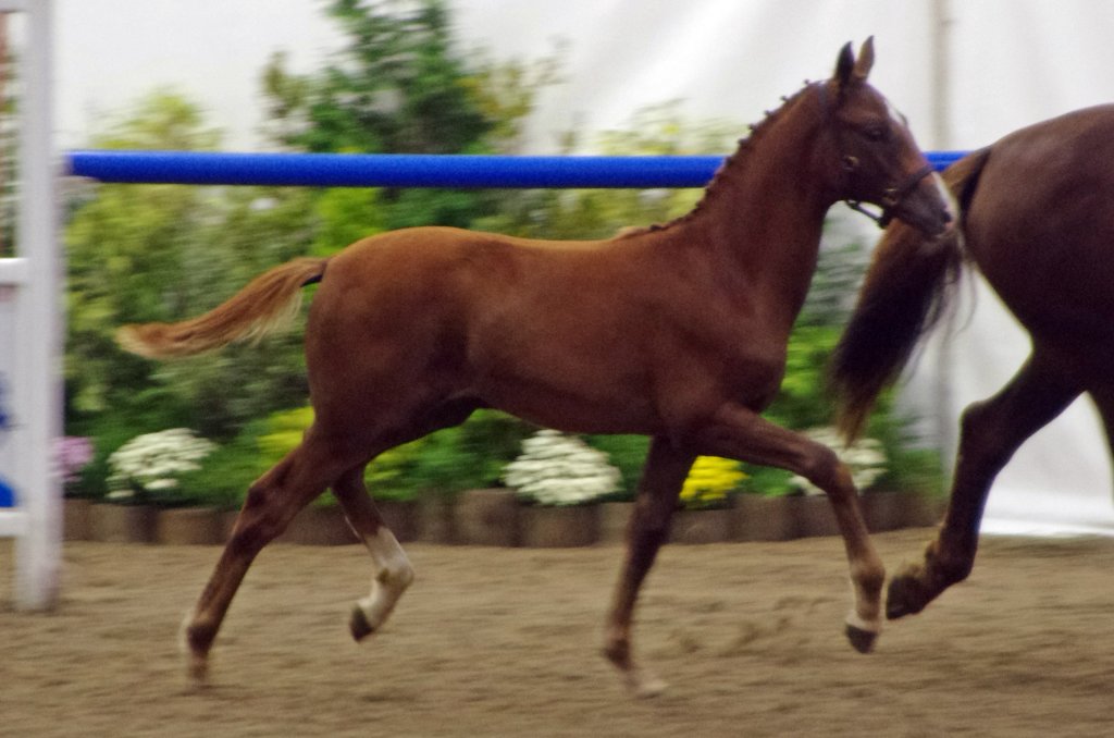 Remus Sporthorses & Youngstock: 2016 FOALS