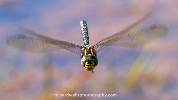 Richard Wells Photography: Dragonfly in flight