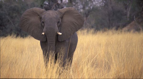 Ron and Maggie Tear Photography: Angry Young African Bull Elephant