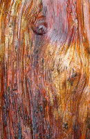 Sandy Miller Photography: Bark art