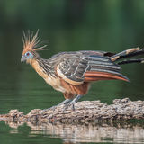 home: tickspics - wildlife and nature photography