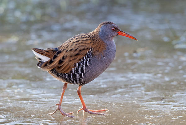 Arrsers self taken photo collection. | Page 3241 | Army Rumour Service