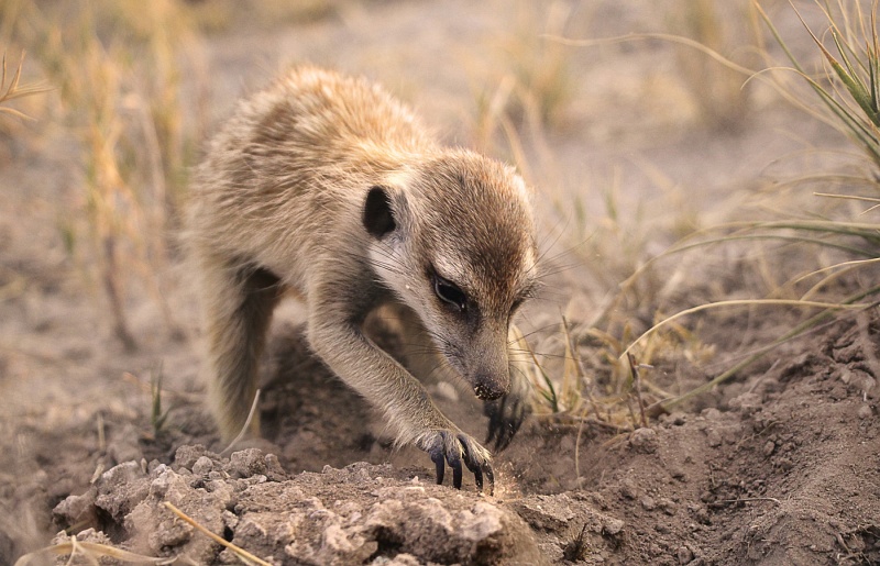 Dorchester Camera Club: 20 Young Meerkat foraging by Lisa Bukalders