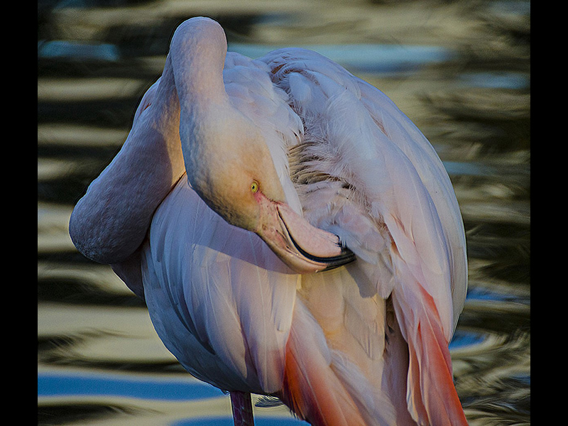 Ellesmere Port Photographic Society: Flamingo Preening